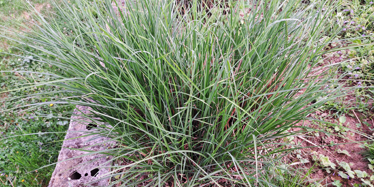 To morate vedeti, preden posadite okrasno travo ob pot